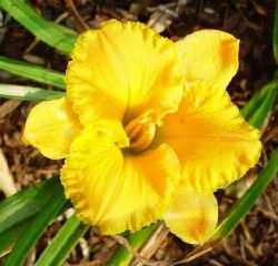 Catalogue des Hémérocalles - Hémérocalles de l'Isle