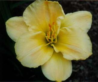 Catalogue des Hémérocalles - Hémérocalles de l'Isle